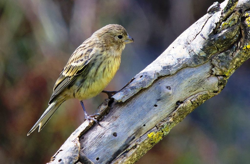Canario_Salvaje-Serinus_canaria-Gran_Canaria | Notarios y Registradores