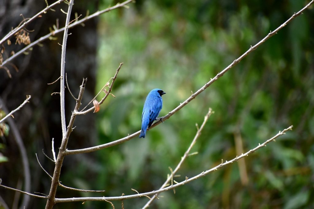 pajaro-azul-Colombia | Notarios y Registradores